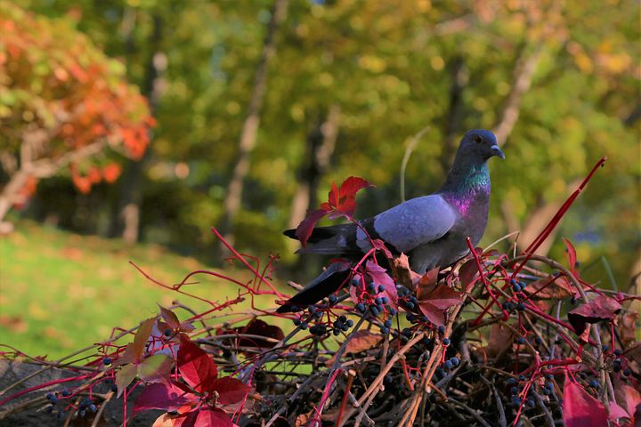100+ Free Beautiful Pigeon & Pigeon Photos - Pixabay