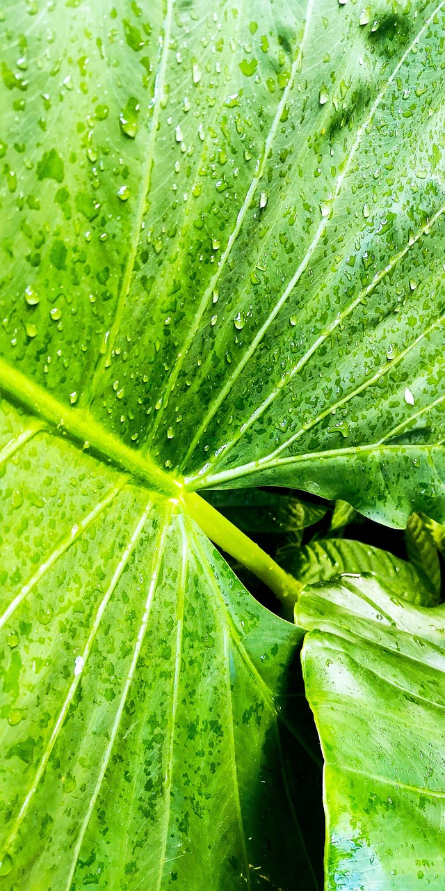 Planta Folha Floresta Tropical - Foto gratuita no Pixabay - Pixabay