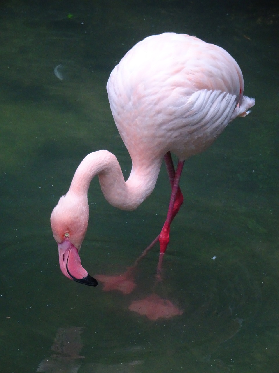 Flamingo Pink - Free photo on Pixabay