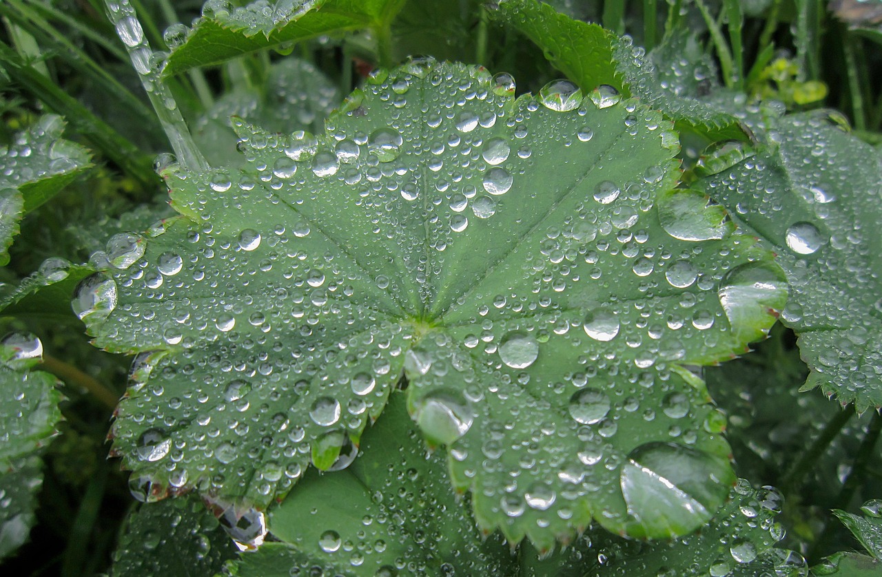 Waterdrop Raindrop Drops Water - Free photo on Pixabay - Pixabay