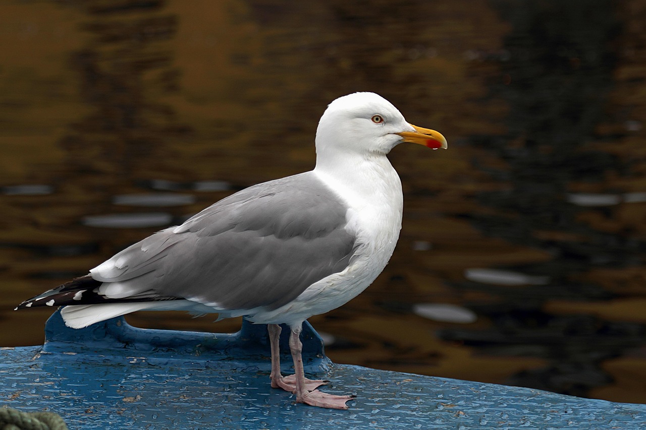 Mouette Oiseau D'Eau - Photo gratuite sur Pixabay - Pixabay