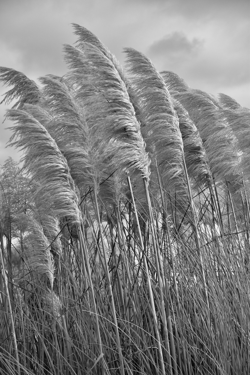 Plus de 30 000 images de Pampas Decor et de Nature - Pixabay