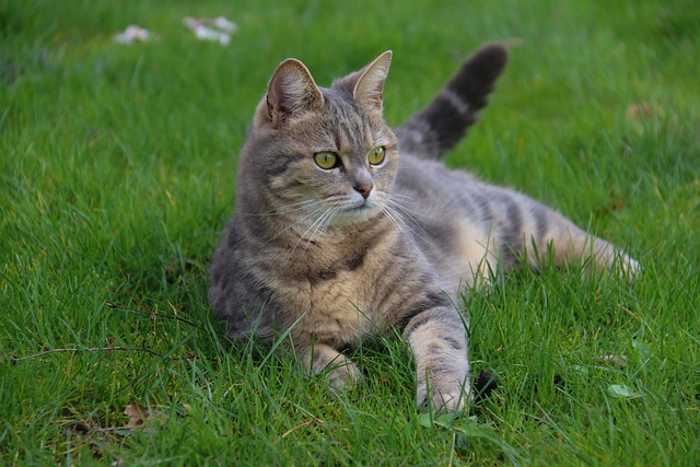 Cat Animal Animals - Free photo on Pixabay