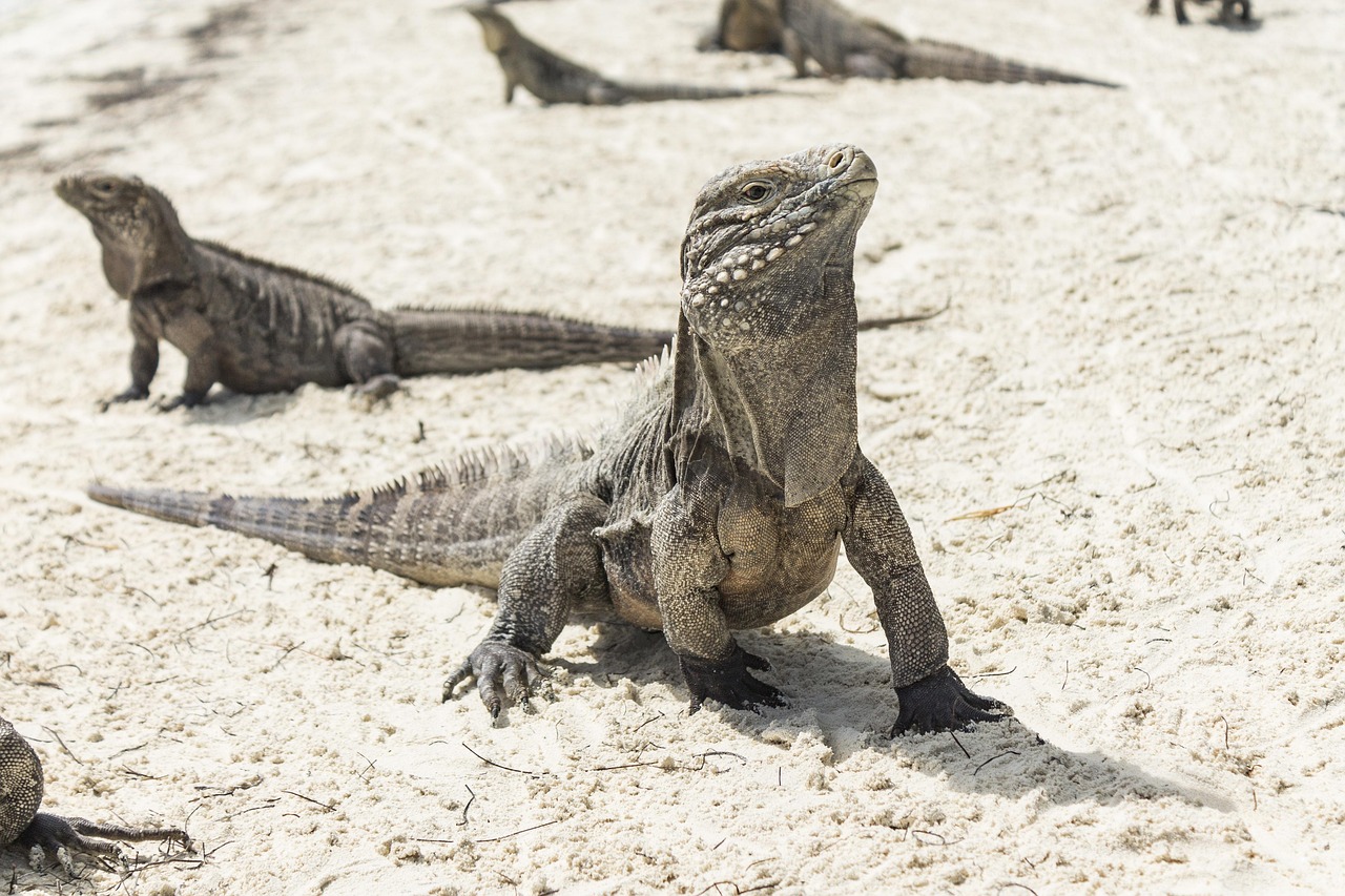 Iguana Reptil Ödla - Gratis foto på Pixabay - Pixabay