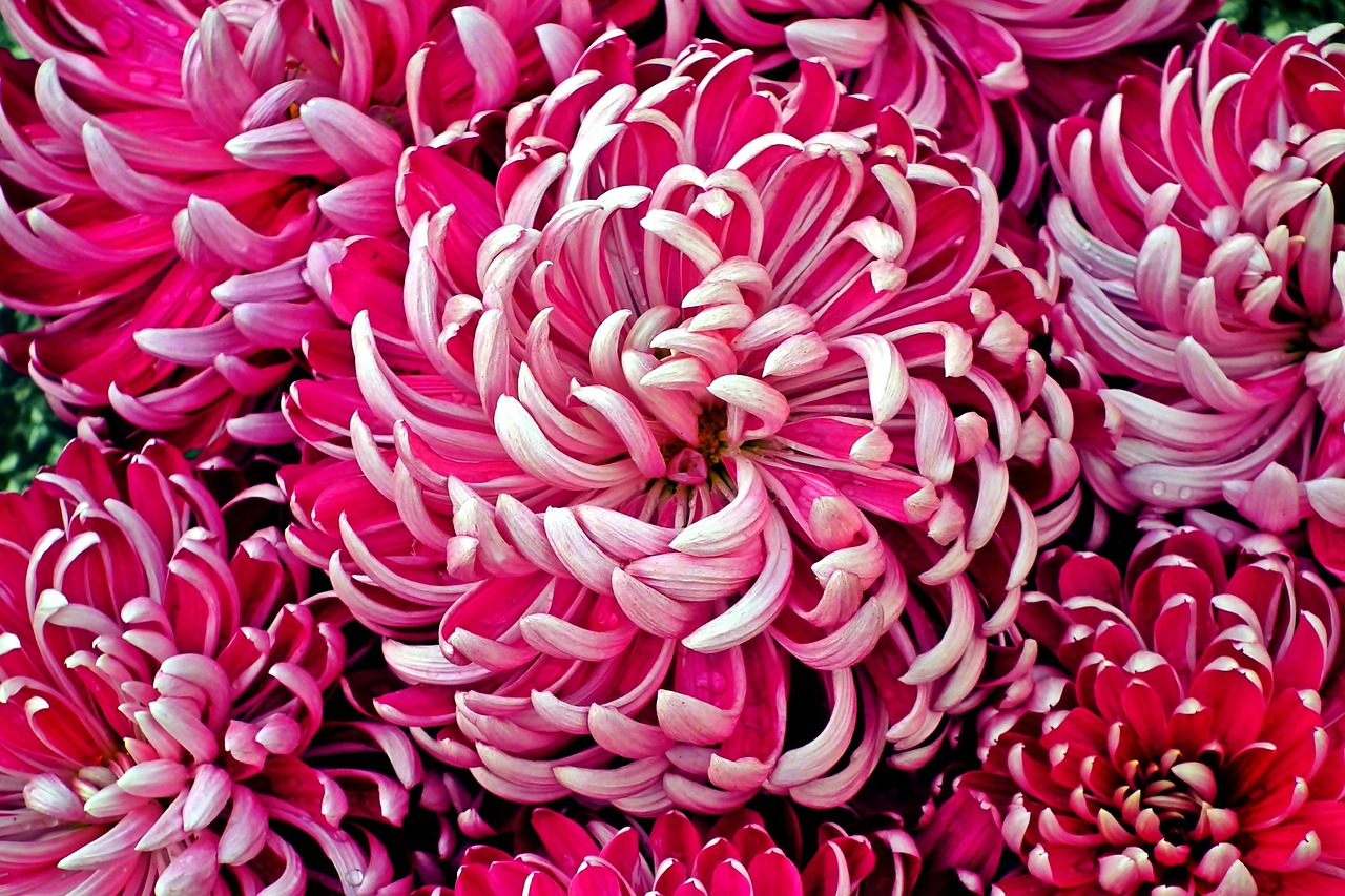 Chrysanthemums Flowers Autumn - Free photo on Pixabay