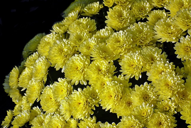 Crisantemos Flores Amarillo - Foto gratis en Pixabay - Pixabay