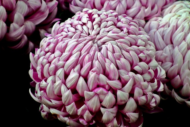 Chrysanthemums Flowers Autumn - Free photo on Pixabay