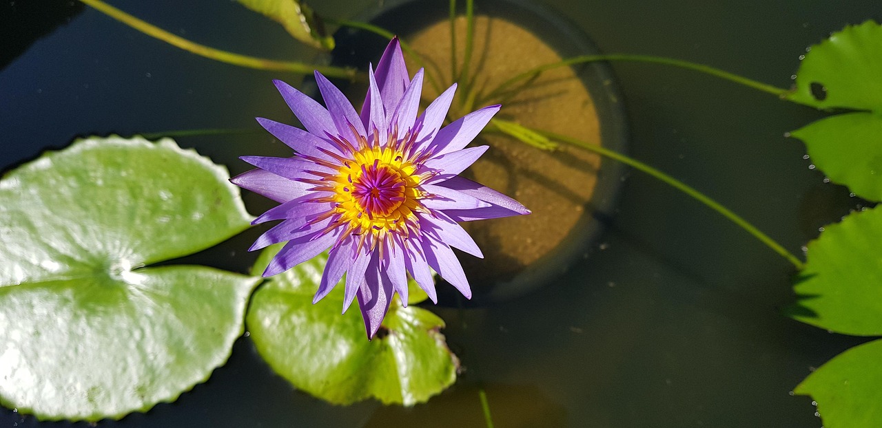Alam Bunga - Foto gratis di Pixabay - Pixabay