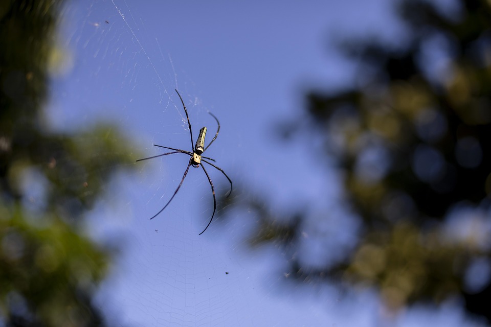 Nature Insect Close Up Spider - Free photo on Pixabay - Pixabay