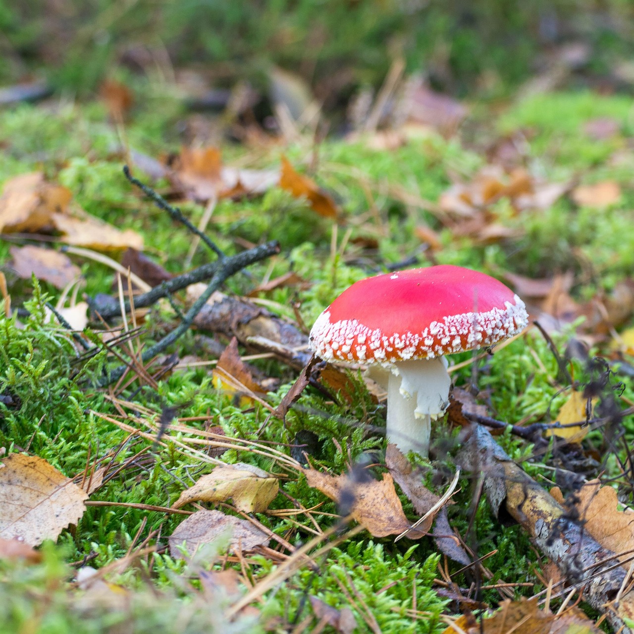 Toadstool Mushroom Mushrooms - Free photo on Pixabay - Pixabay