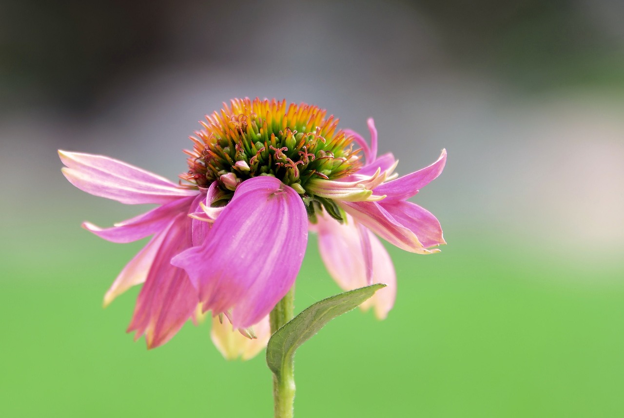 Bunga Merah Jambu Alam Musim - Foto gratis di Pixabay - Pixabay
