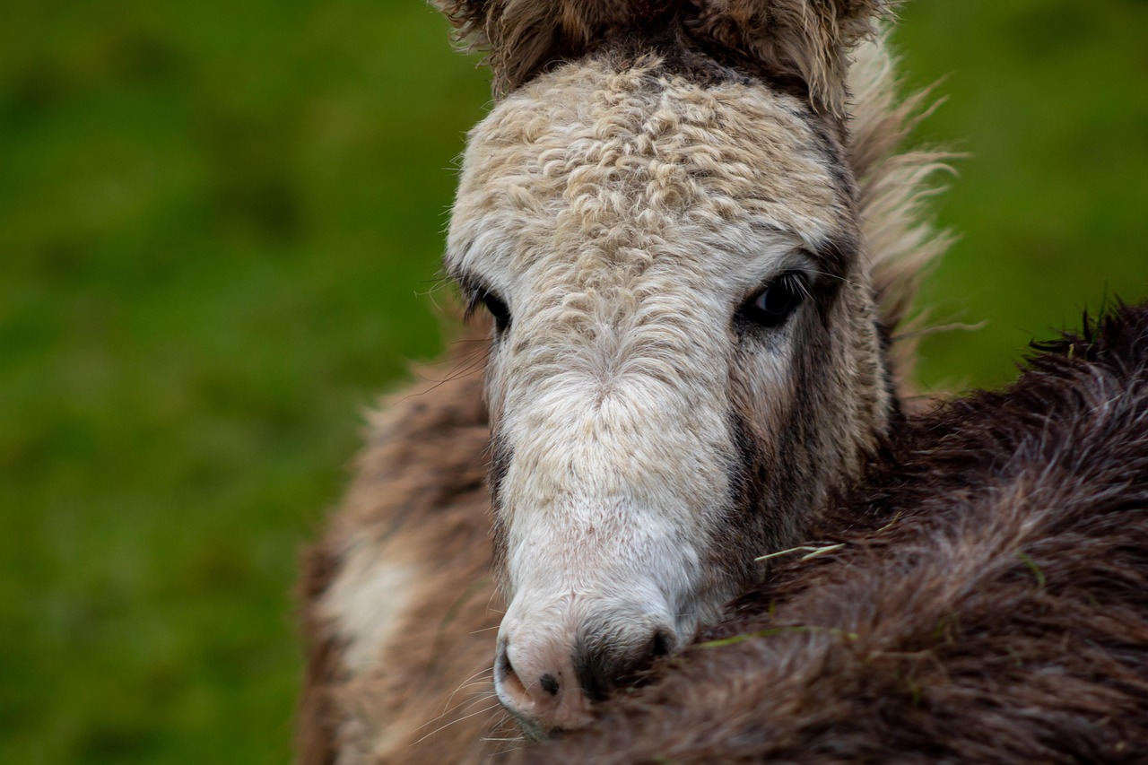 20,000+ Free Cute Donkey & Donkey Images - Pixabay