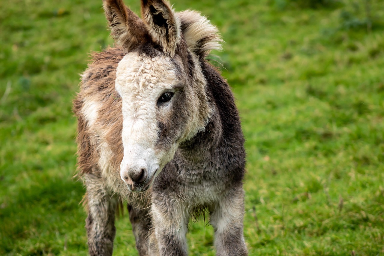 Donkey Animal Nature - Free photo on Pixabay - Pixabay