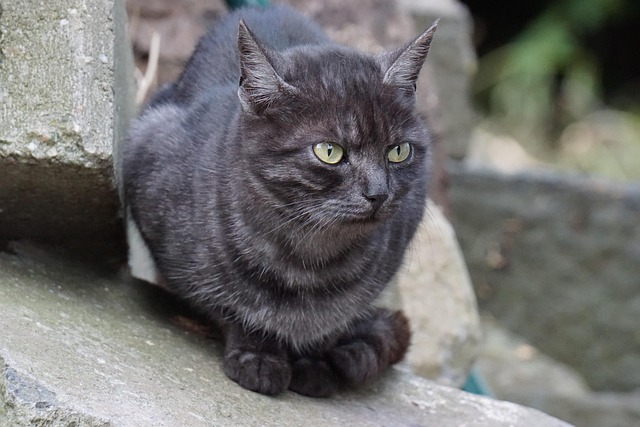 Cat Animal Domestic - Free photo on Pixabay