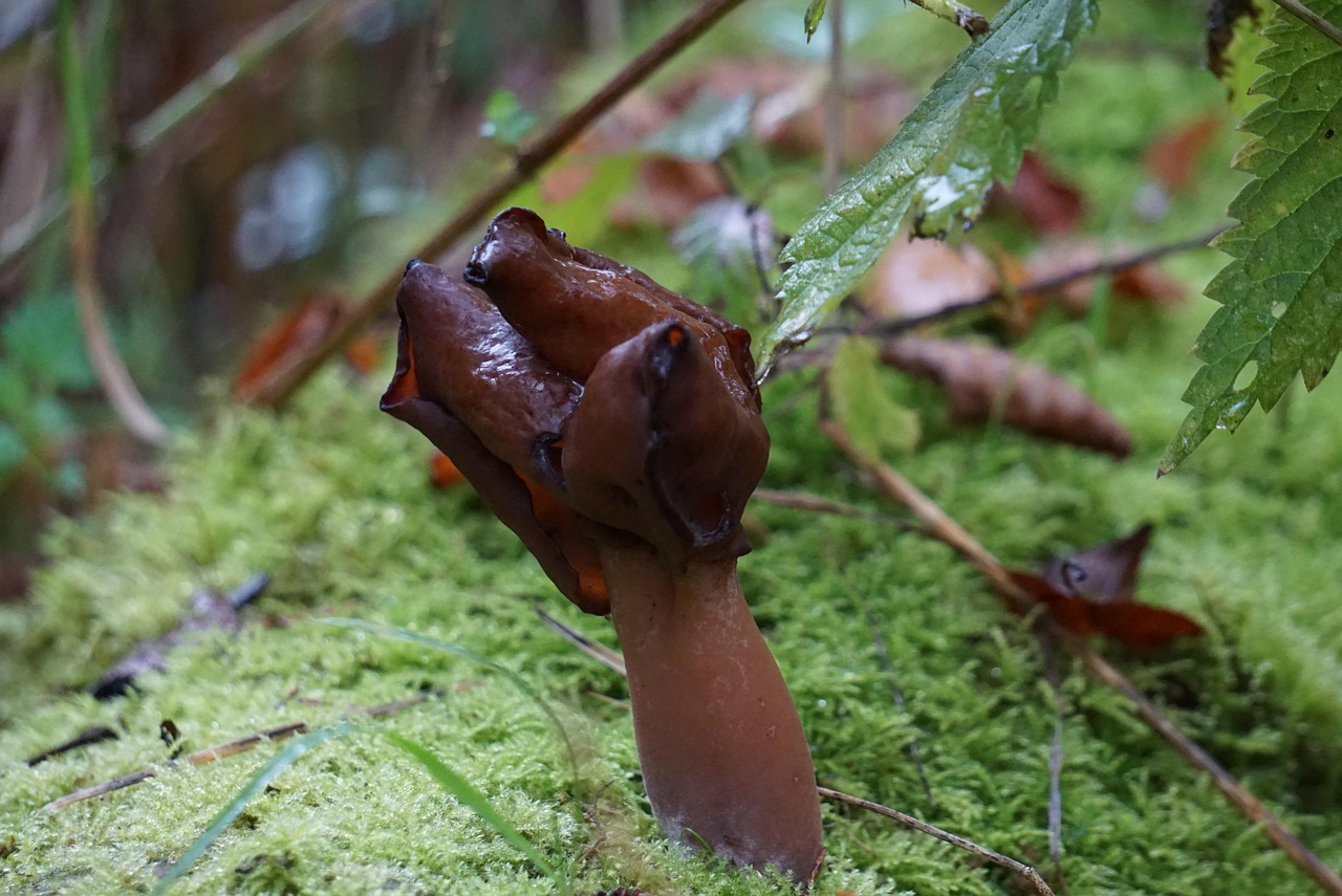 Champignon Forêt La Nature - Photo gratuite sur Pixabay - Pixabay