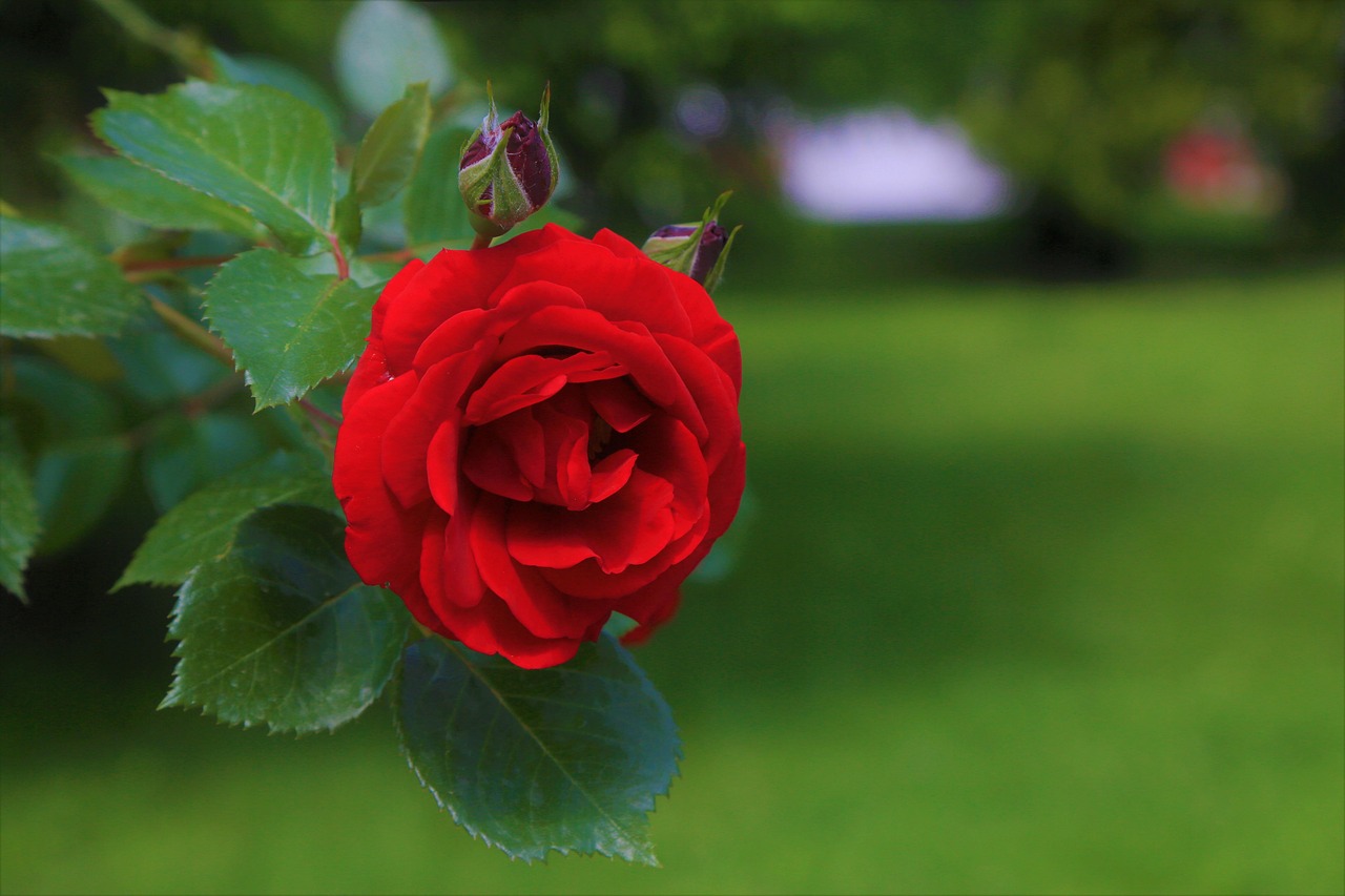 Rose Red Nature - Free photo on Pixabay - Pixabay