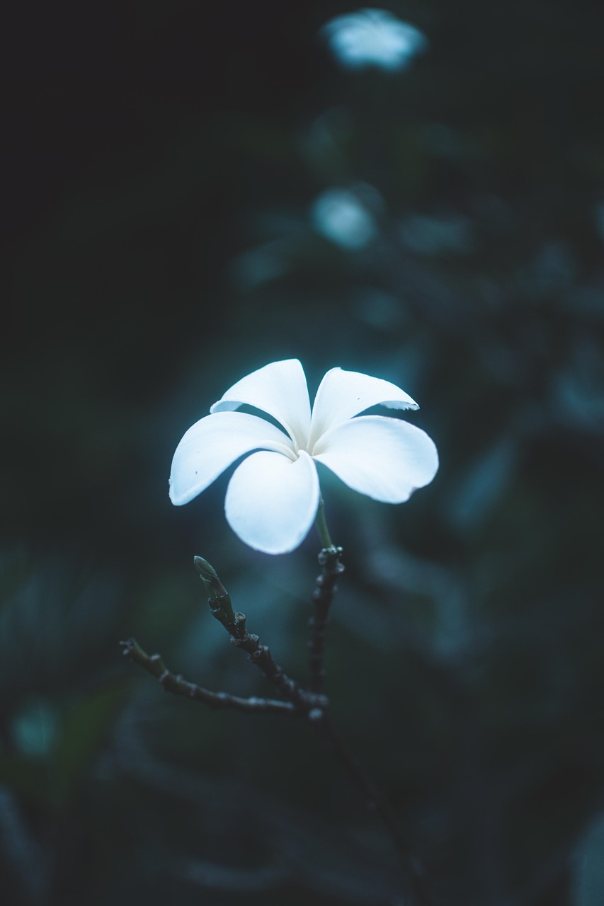 White Flower Tropical Blume - Free photo on Pixabay