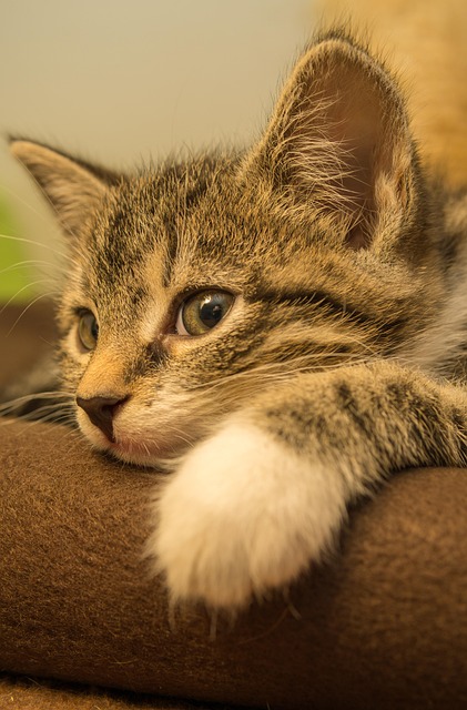 Cat Small Mackerel - Free photo on Pixabay - Pixabay