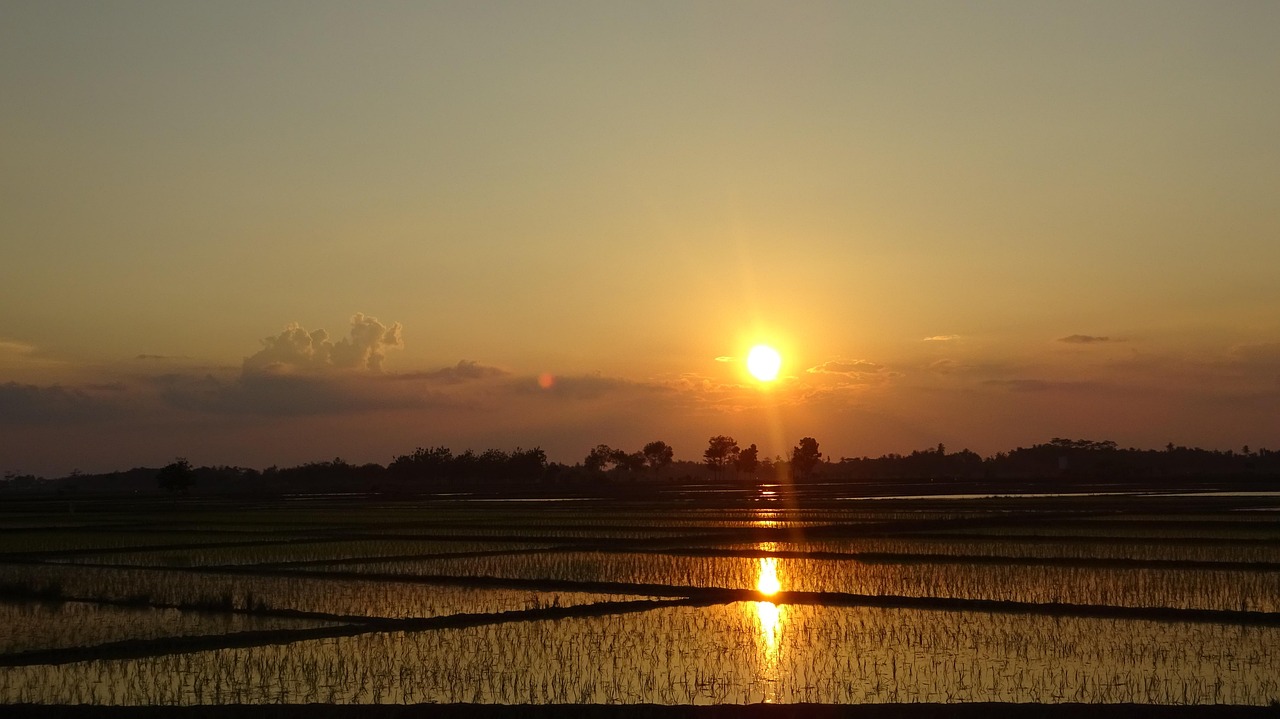 Ricefield Sun Sunset - Free photo on Pixabay - Pixabay