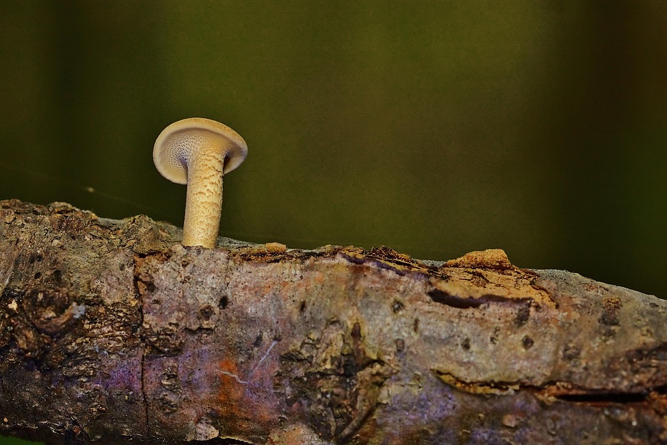 La Nature Forêt Champignon - Photo gratuite sur Pixabay - Pixabay