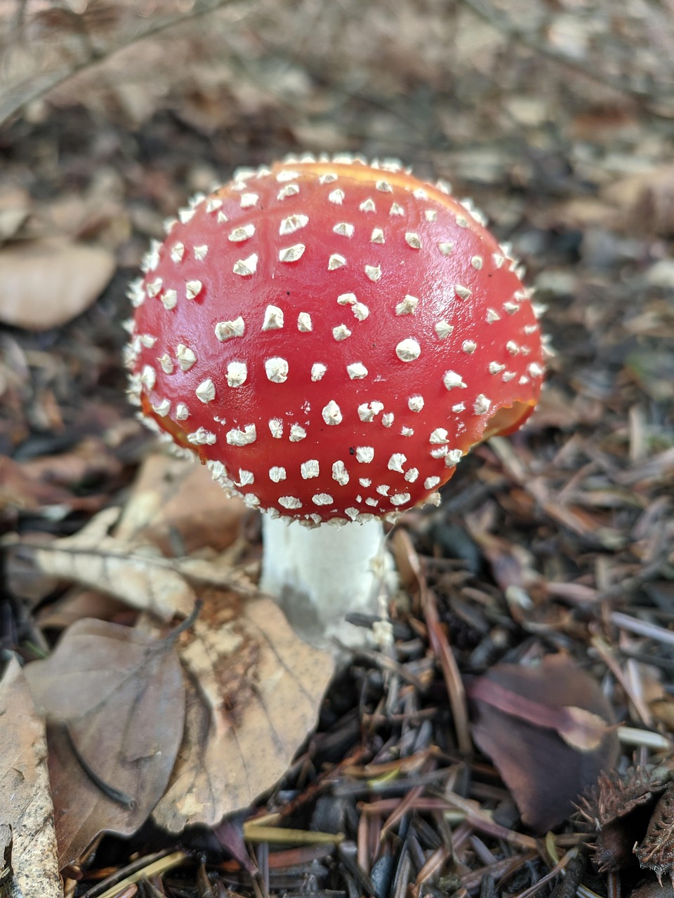 La Nature Champignons Amanite - Photo gratuite sur Pixabay - Pixabay