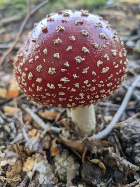La Nature Champignons Amanite - Photo gratuite sur Pixabay - Pixabay