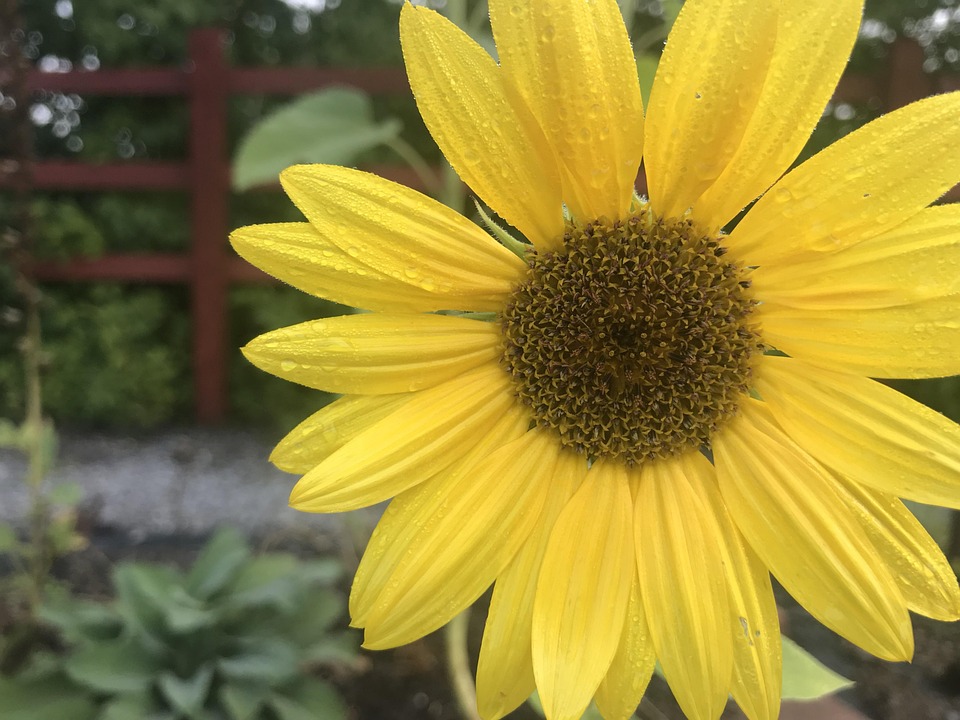 Sunflower Flower Summer Free Photo On Pixabay Pixabay