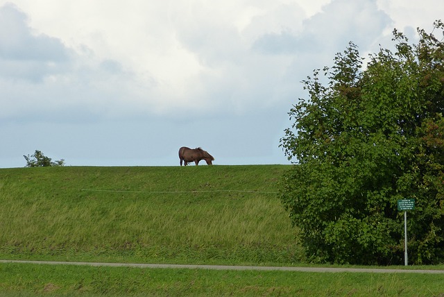 Pferd Weide Landschaft - Kostenloses Foto auf Pixabay - Pixabay
