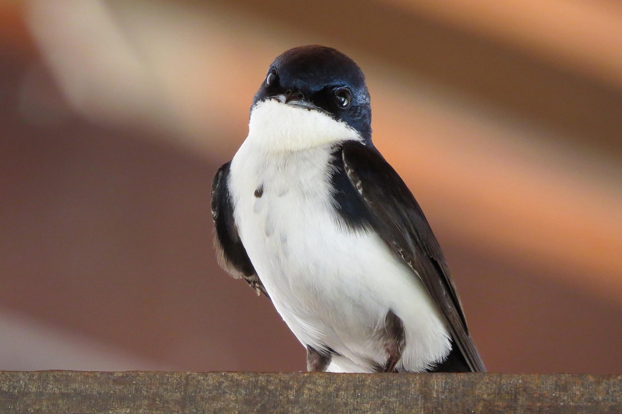 Swallow Bird Nature - Free photo on Pixabay - Pixabay