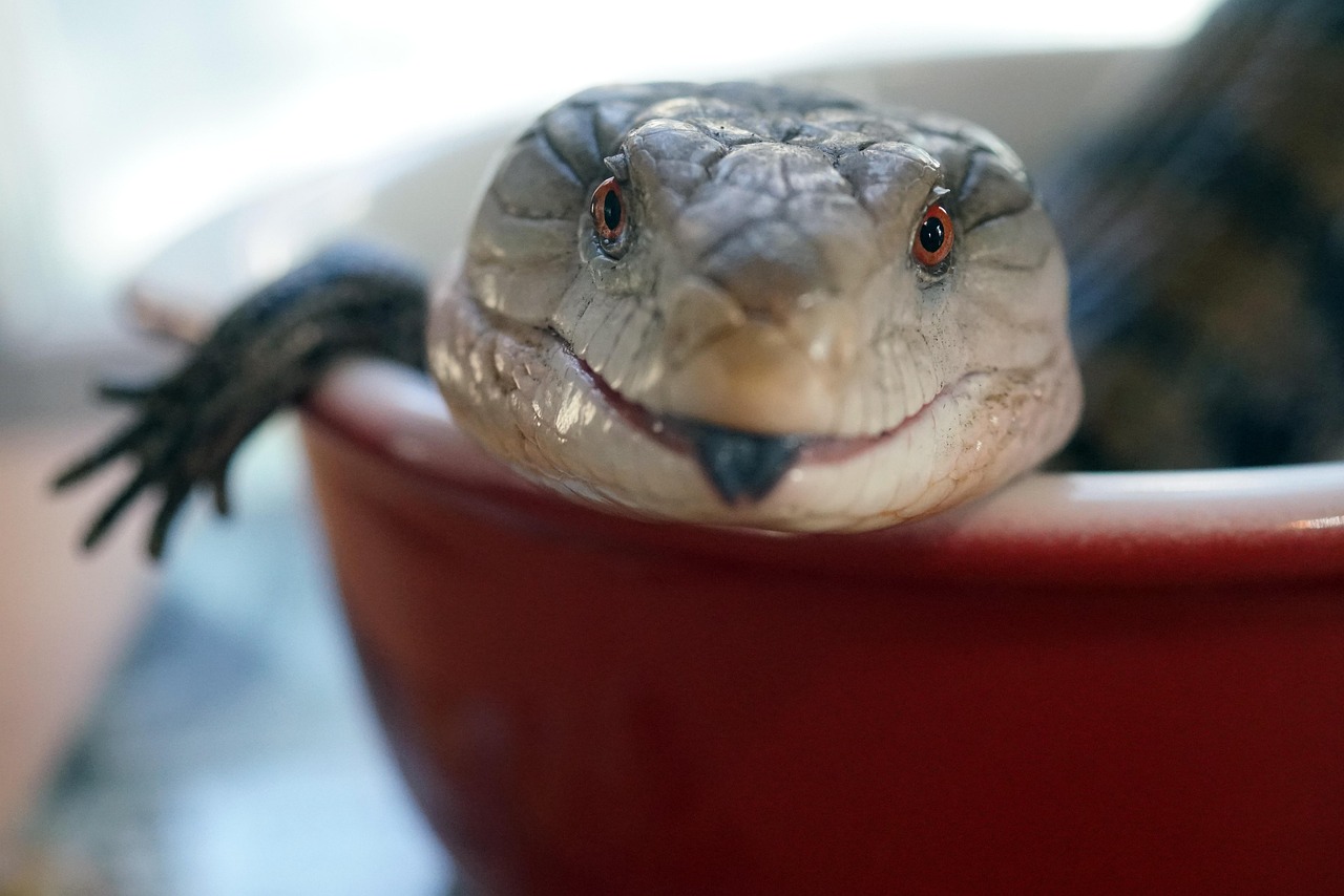 80+ Free Skink & Skink Images - Pixabay