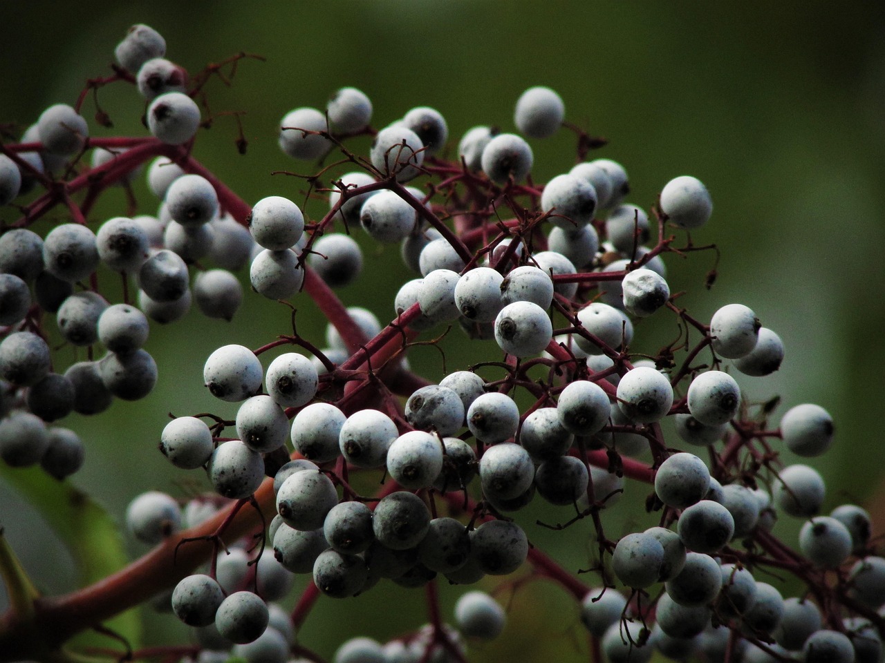 Elderberries Berries Elder - Free photo on Pixabay