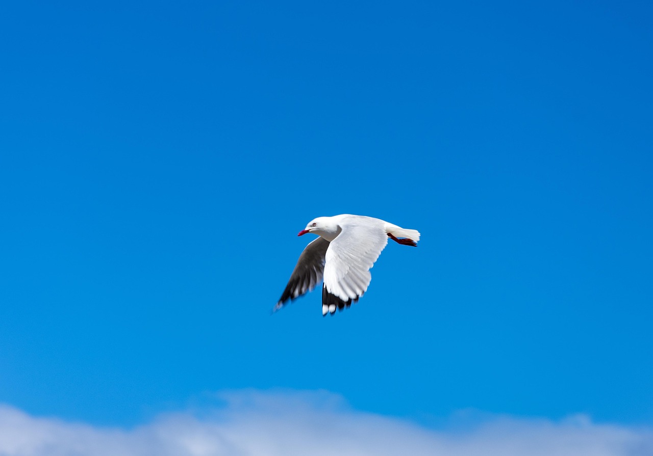 Seagull Moving Wing - Free photo on Pixabay - Pixabay