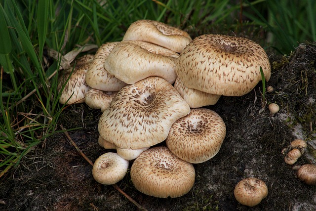 Champignon Champignons Forestiers - Photo gratuite sur Pixabay - Pixabay