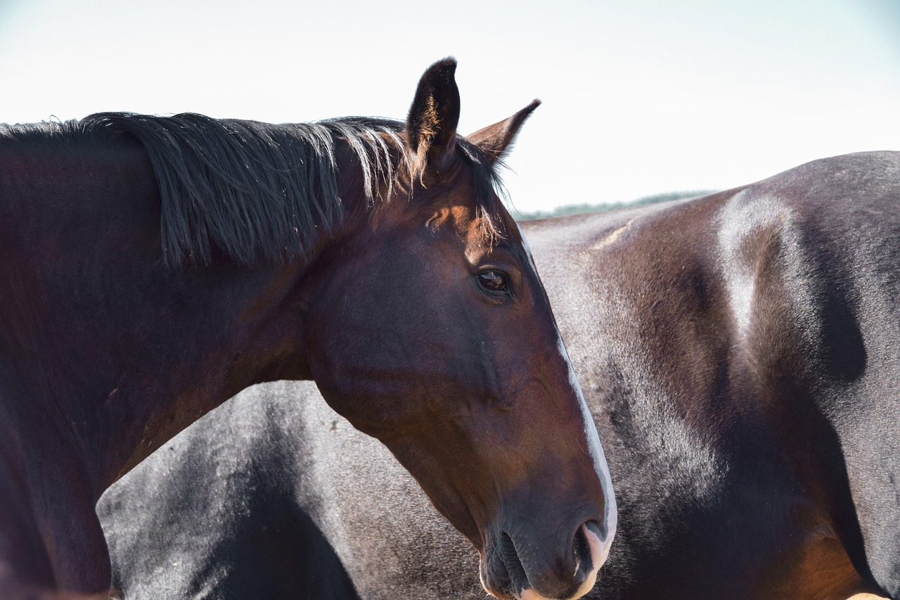 90,000+ Free Domar Caballo Salvaje & Horse Images - Pixabay