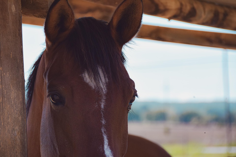 Pferd Pferde Tier - Kostenloses Foto auf Pixabay - Pixabay