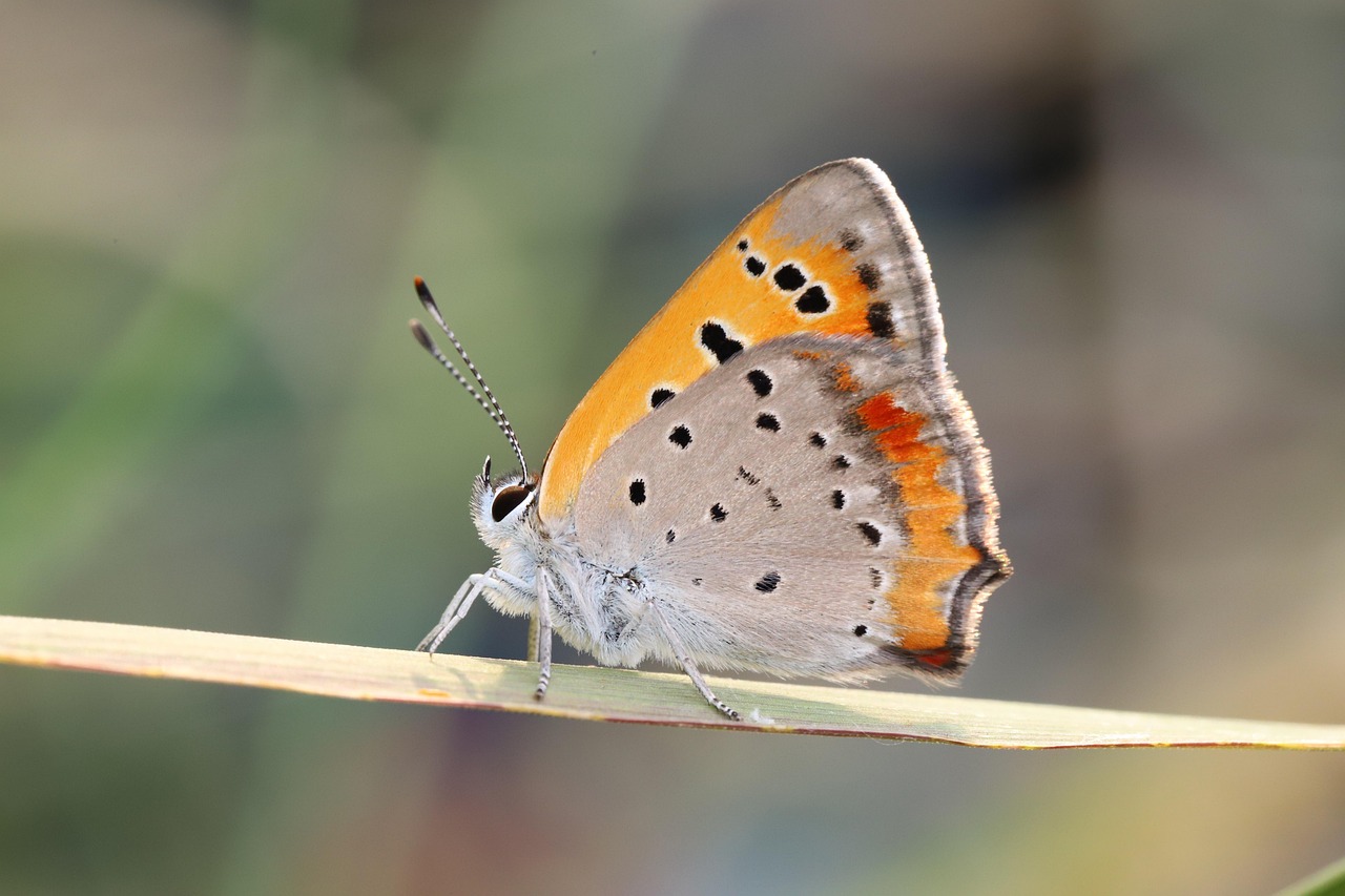 30000+ Butterfly Revolution & ảnh Con Bướm miễn phí - Pixabay