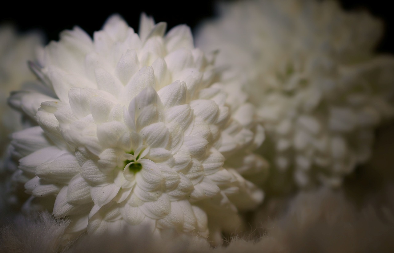Fleurs Blanche Chrysanthèmes - Photo gratuite sur Pixabay - Pixabay