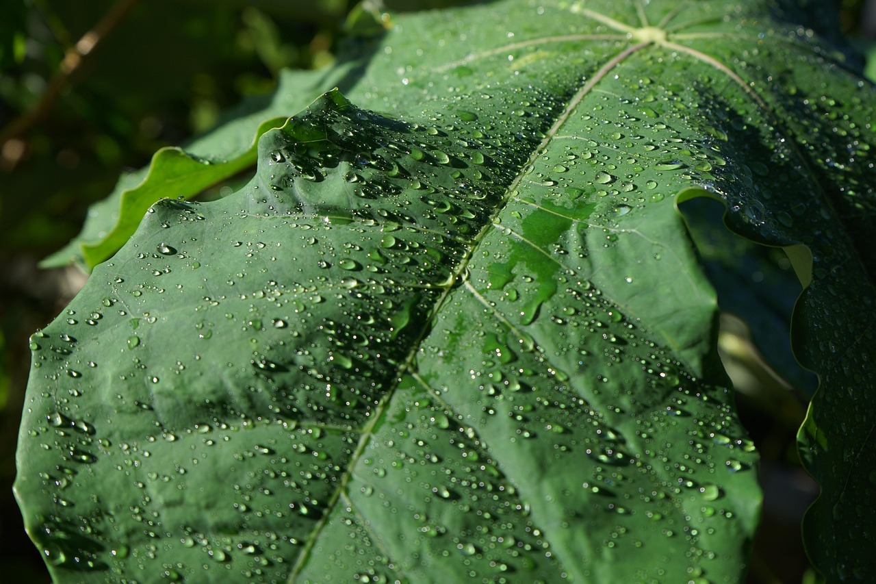 Folha Verde Natureza - Foto gratuita no Pixabay - Pixabay