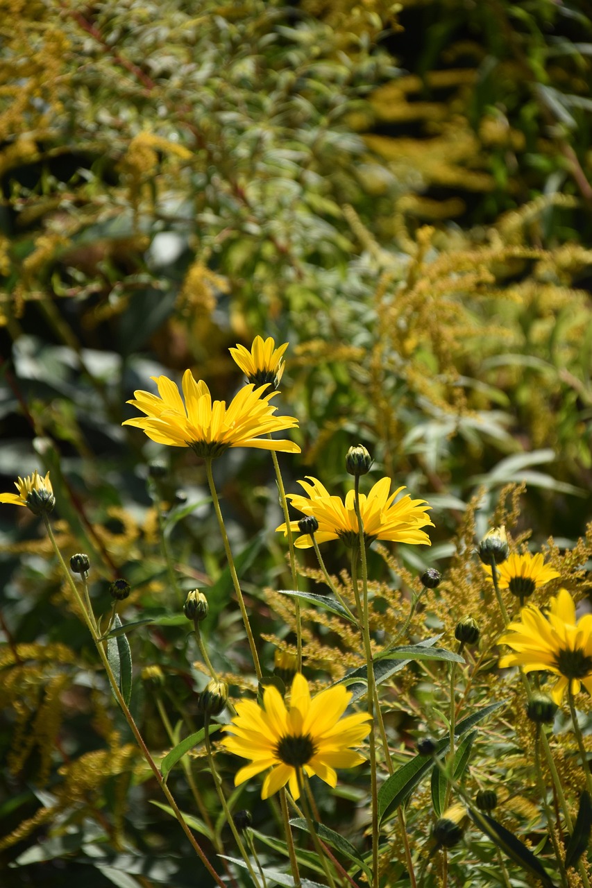 Flores De Color Amarillo - Foto gratis en Pixabay - Pixabay