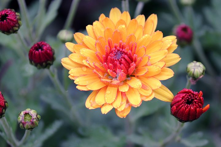 3,000+ Free Chrysanthemum & Nature Images