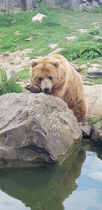 Bear Zoo Animal - Free photo on Pixabay - Pixabay