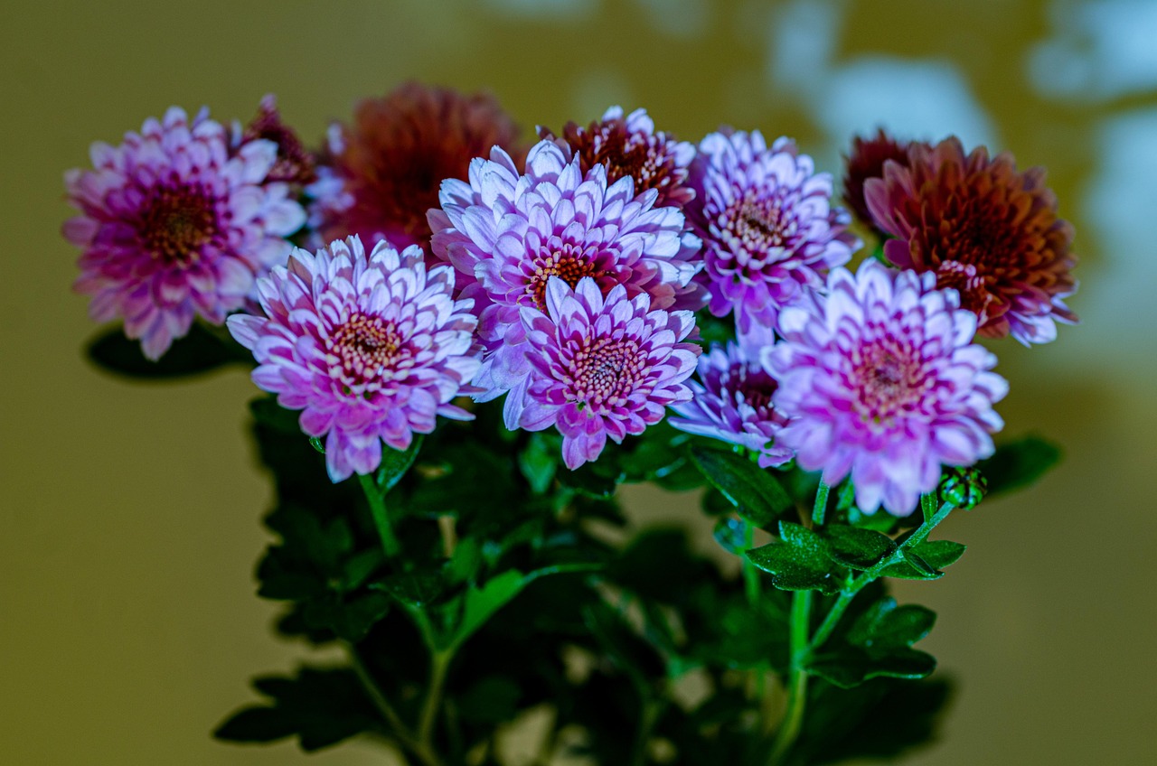 Flower Still Life Close Up