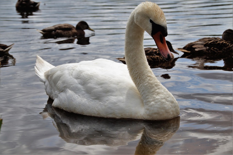 Schwan Weiß Wässrig - Kostenloses Foto auf Pixabay - Pixabay