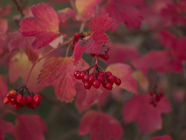 Fall Leaves Berry - Free photo on Pixabay