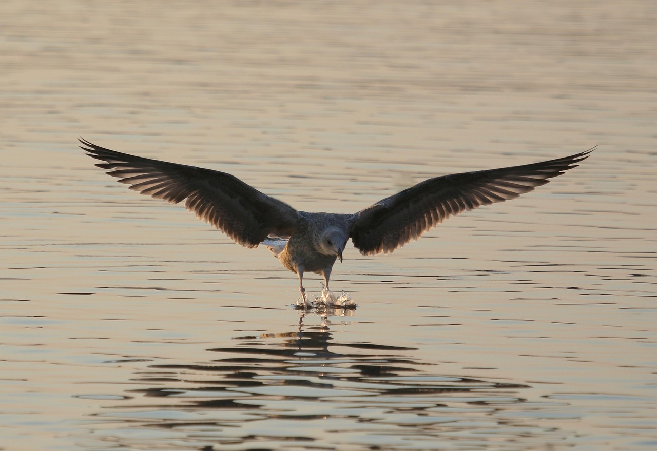 100,000+ Free Big Bird & Bird Images - Pixabay