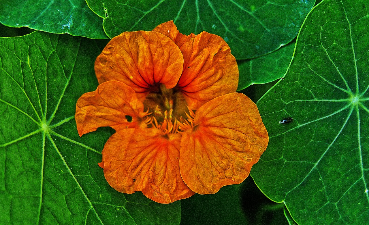Capucines Fleur Feuilles - Photo gratuite sur Pixabay - Pixabay