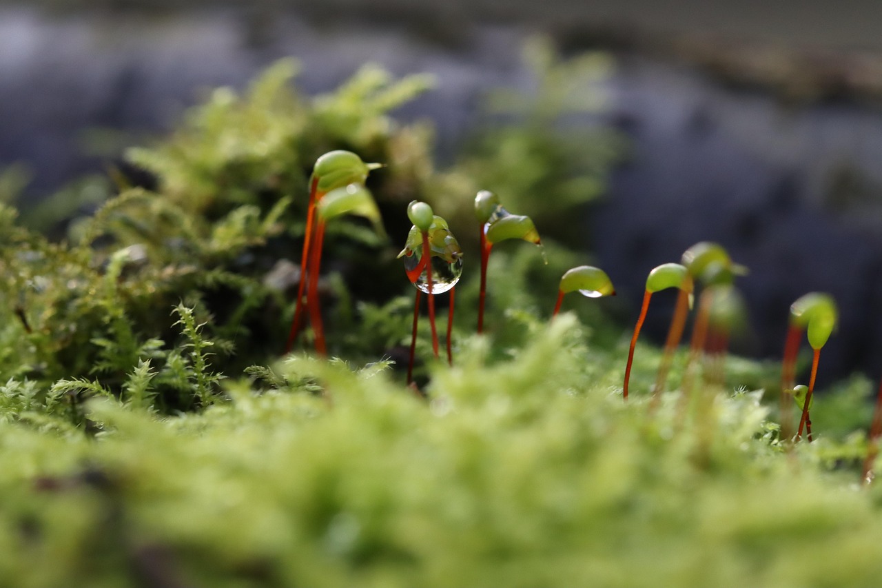 Mousse Macro Nature - Free photo on Pixabay - Pixabay