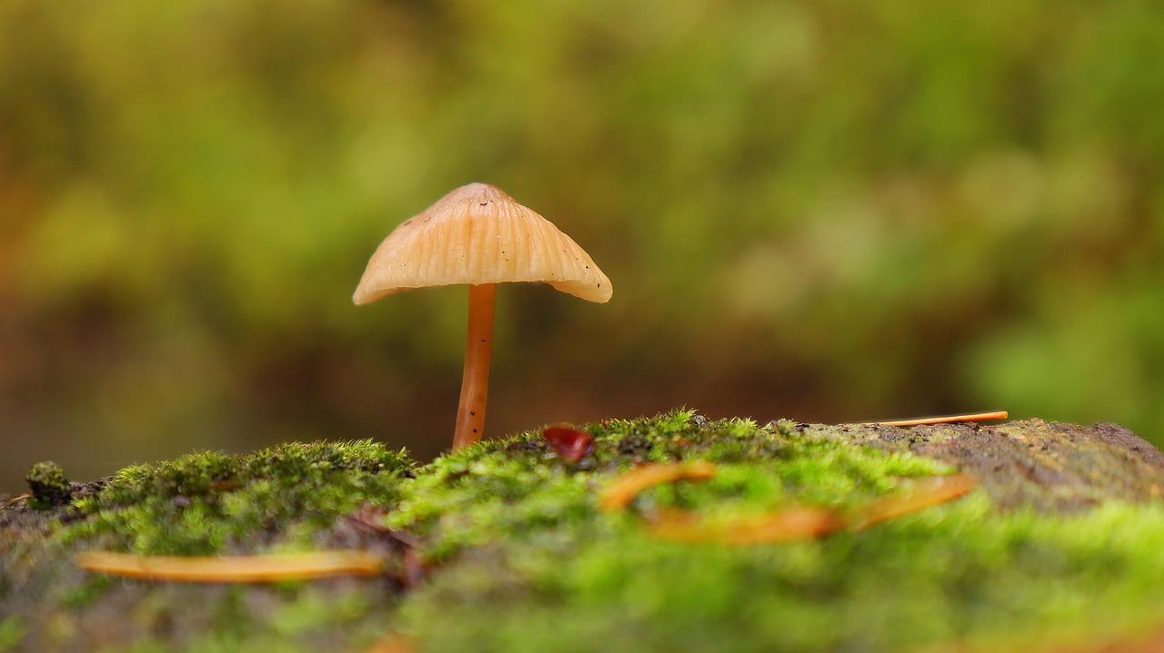 Champignon Forêt La Nature - Photo gratuite sur Pixabay - Pixabay