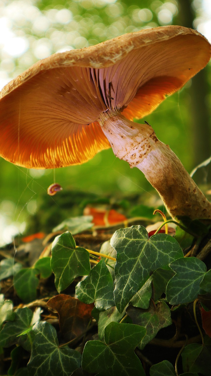 Champignon Forêt La Nature - Photo gratuite sur Pixabay - Pixabay