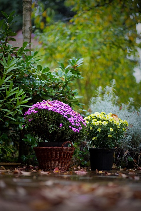 Garden Autumn Rain - Free photo on Pixabay - Pixabay